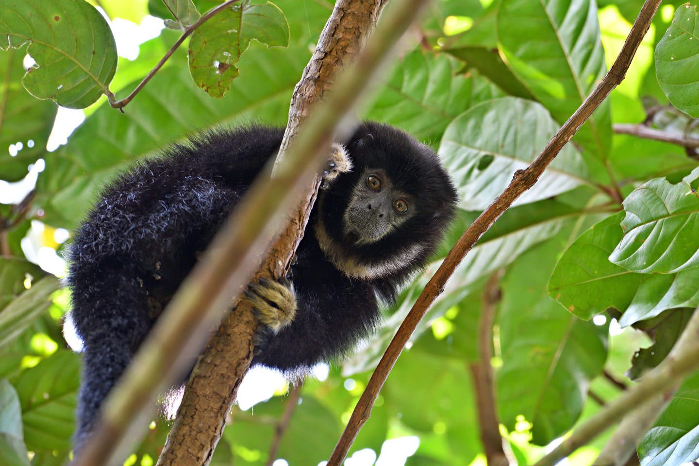 Descubriendo El Dosel - Fundacion Alianza Natural