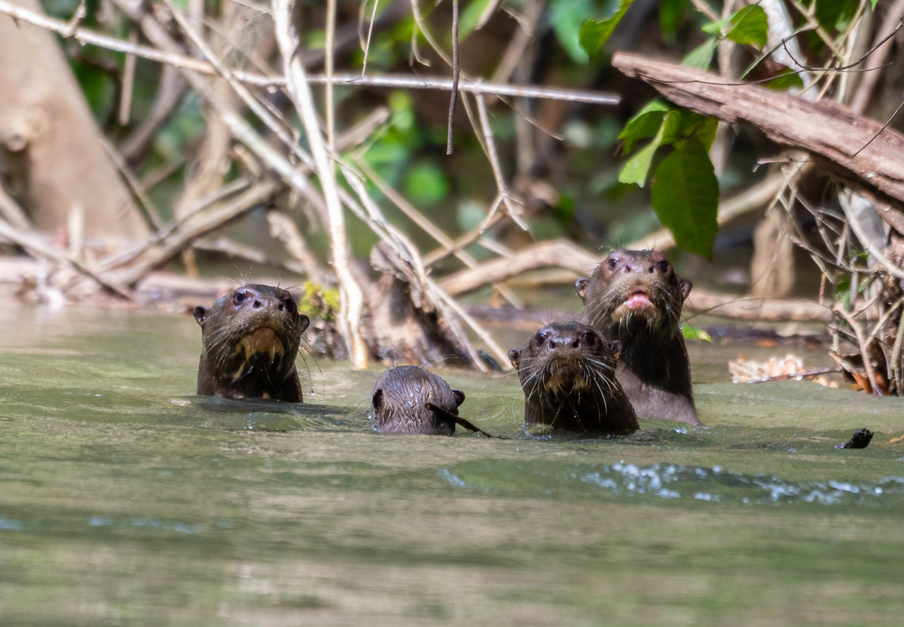 Reserva Natural La Nutria Gigante de Río - Fundacion Alianza Natural