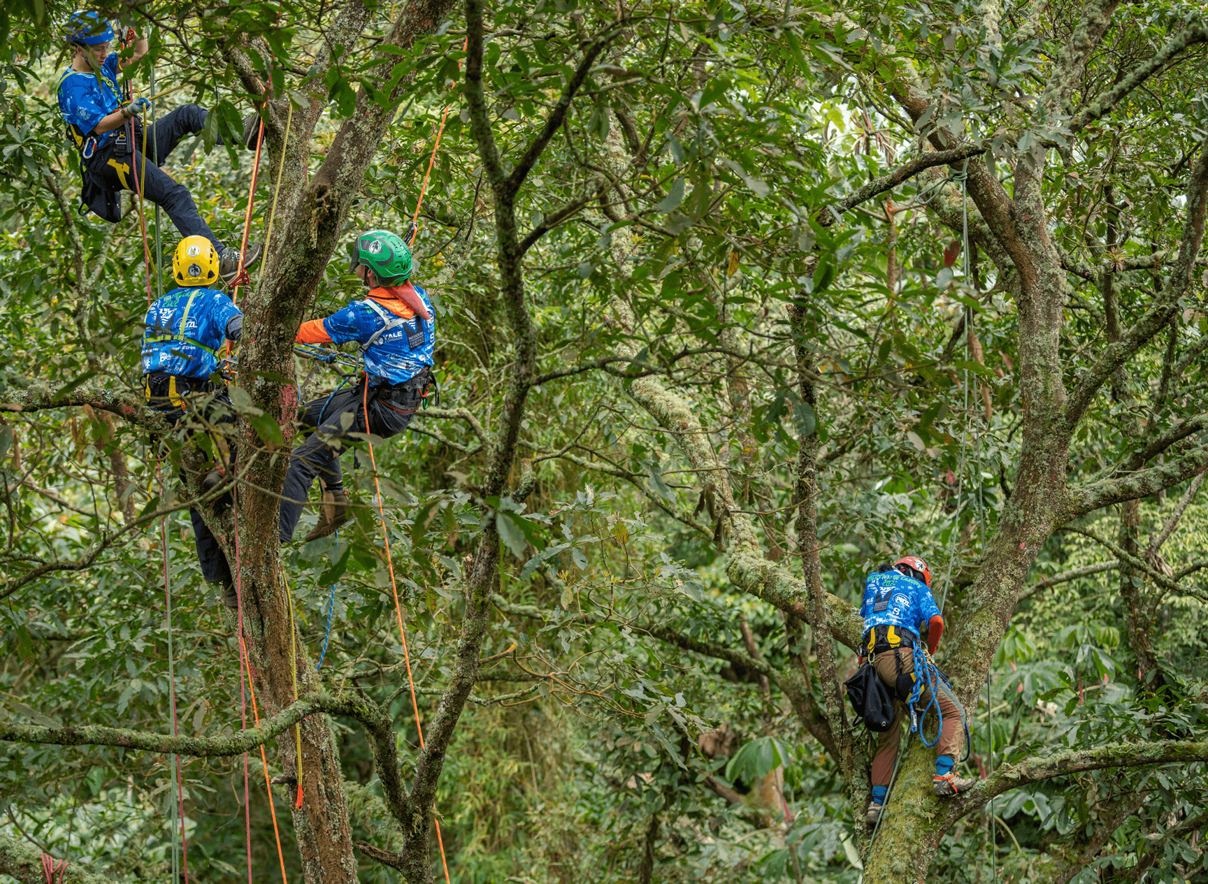 Descubriendo el Dosel - Fundacion Alianza Natural