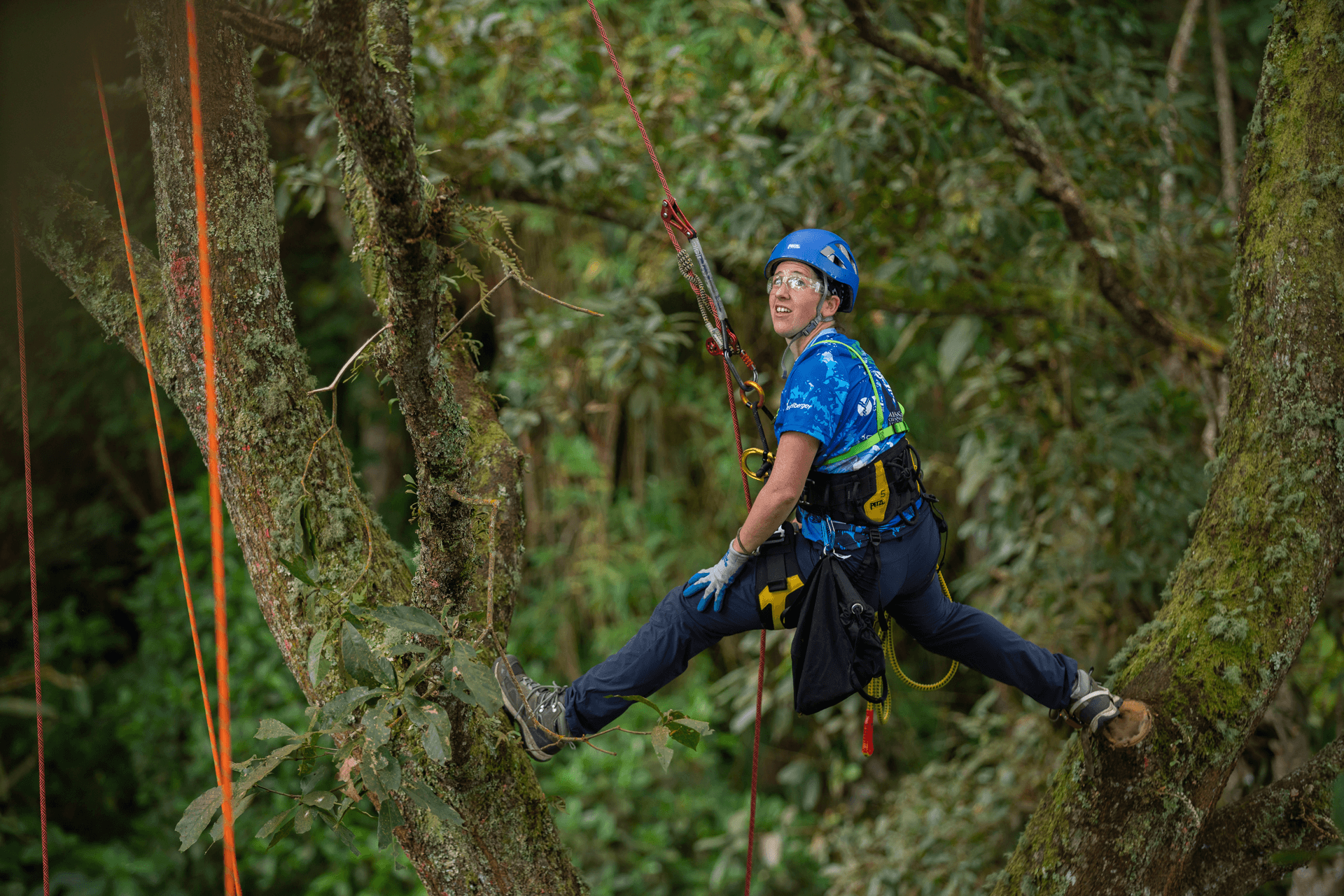 Descubriendo el Dosel - Fundacion Alianza Natural